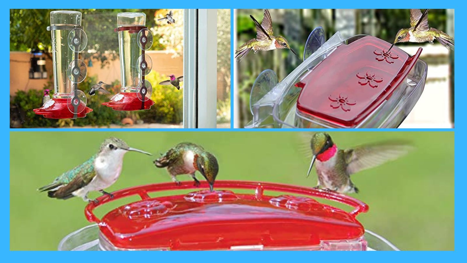 The Best Window Bird Feeder to Attract Feathered Friends: Any One Of 5!